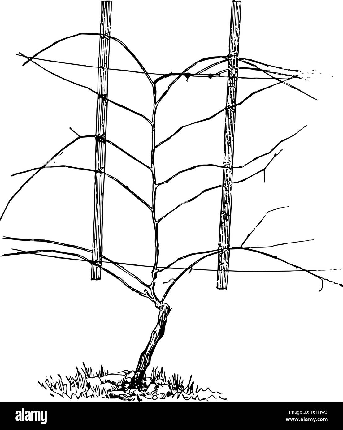 This illustration represents Unpruned Vine shown according to the ...