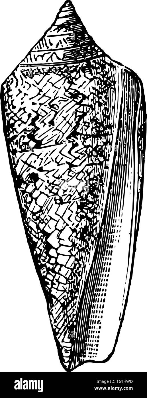 Conus gloria hi-res stock photography and images - Alamy