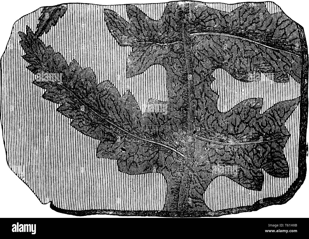 A picture showing the branch of Phlebopteris Fossile fern which is a ...
