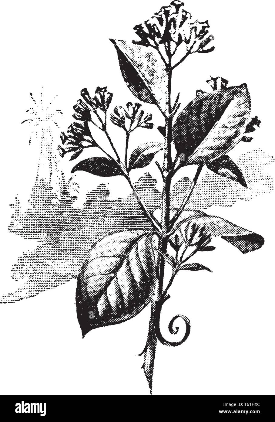 Bitter plants Stock Vector Images - Alamy