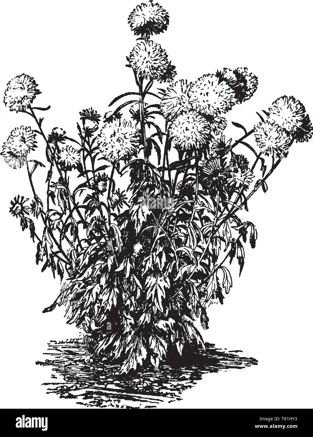 Branching image Stock Vector Images - Alamy