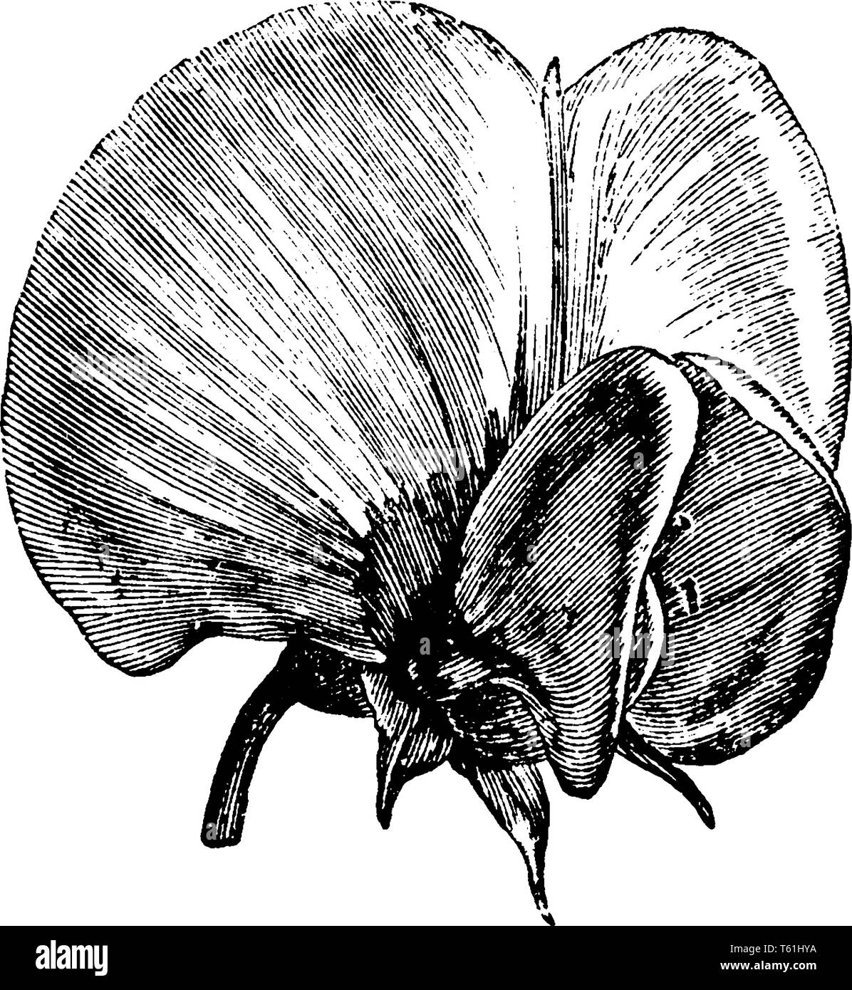A picture showing a Papilionaceous corolla. Petals are broad and thin ...