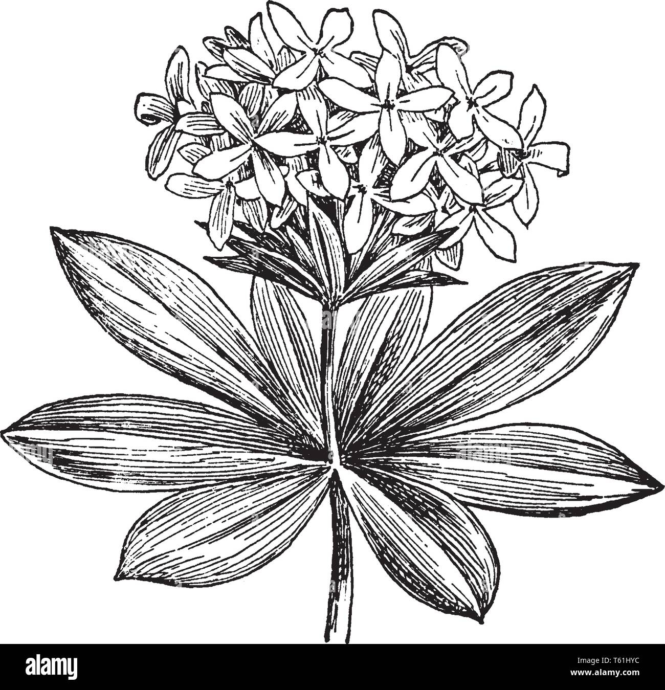 Sweet Woodruff Drawing
