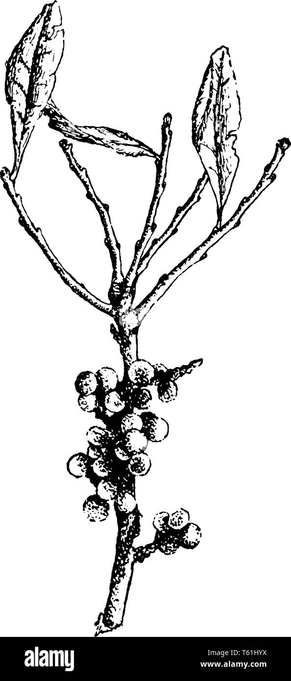 Myrica is a tiny tree has common names as bayberry hi-res stock ...