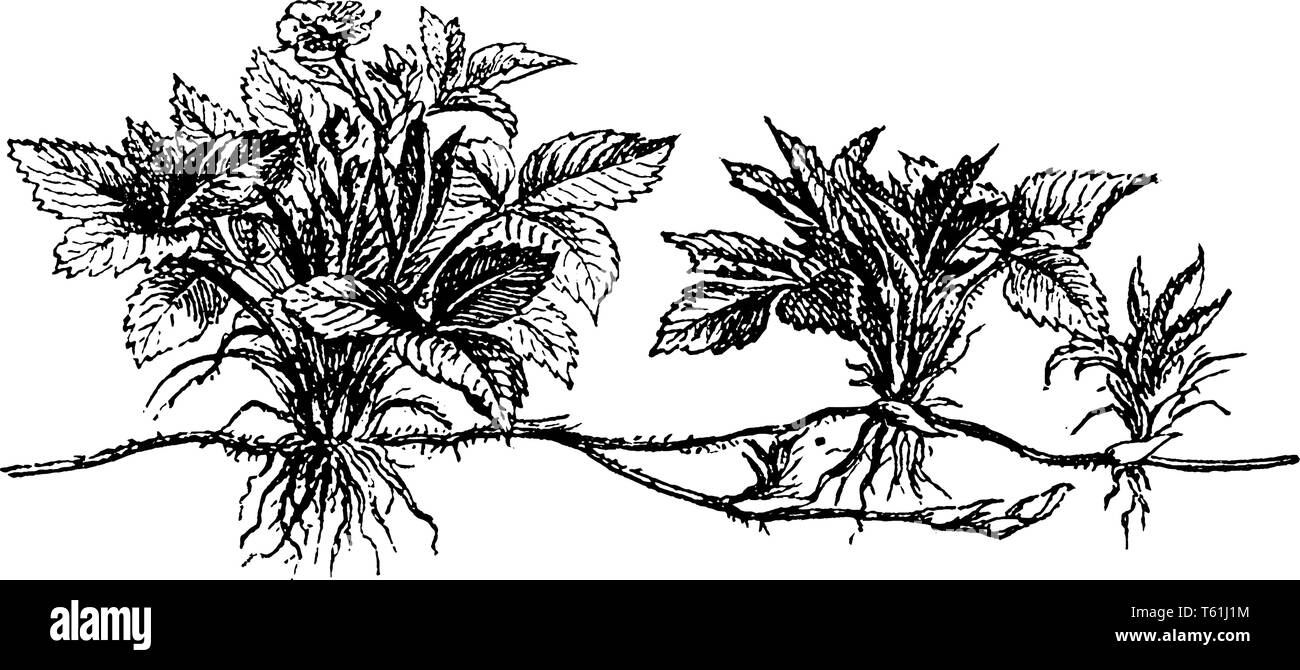 Strawberry plant roots hi-res stock photography and images - Alamy