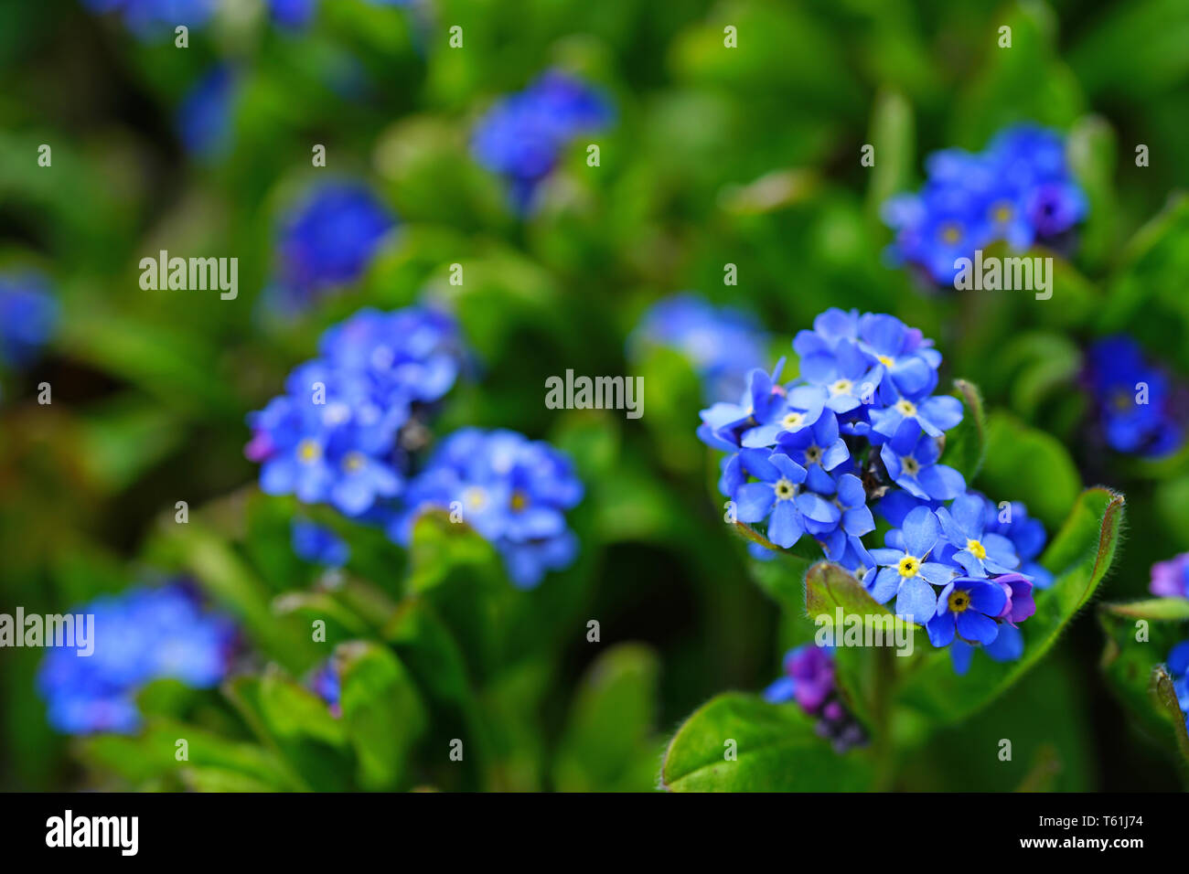 Lue flowers hi-res stock photography and images - Alamy