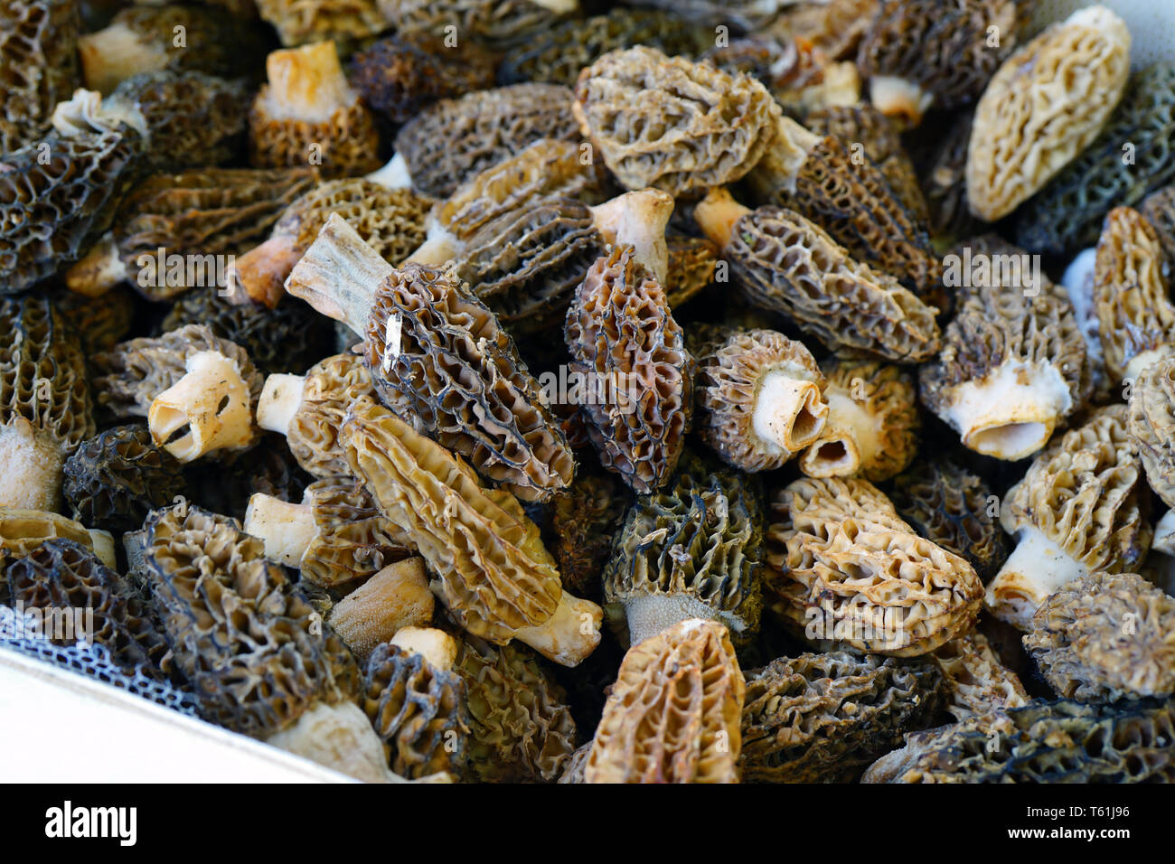 Morel Mushrooms Farmers Market at Gerald Maurer blog
