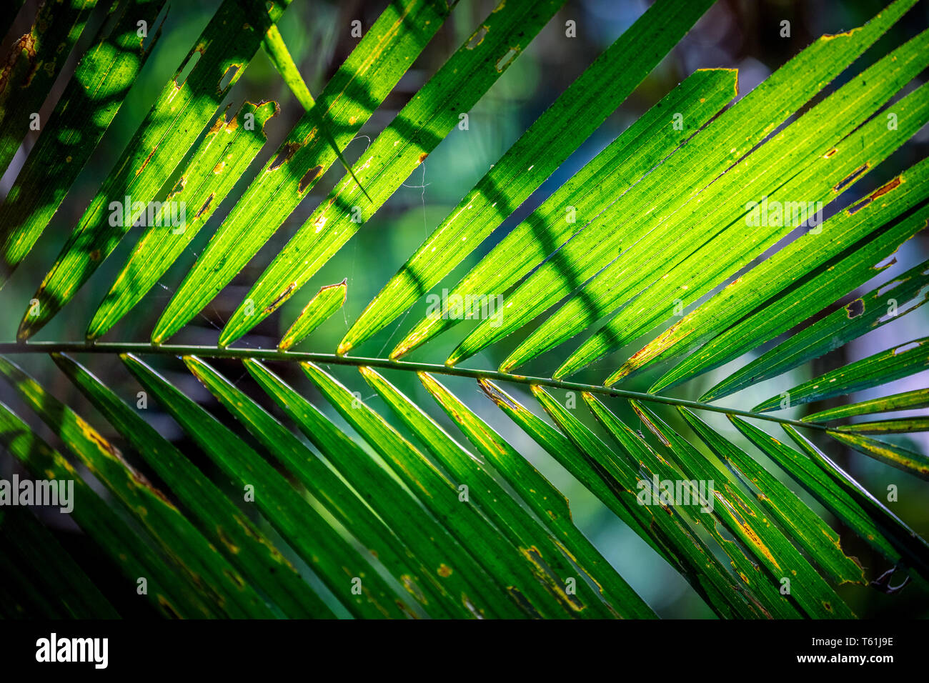 Big leaves of green tree in tropical rain forest touching sunlight in ...