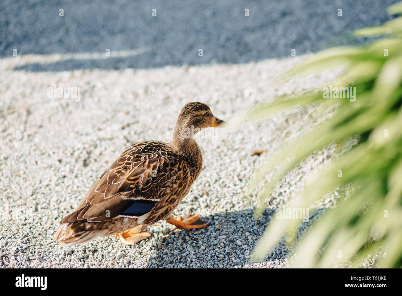 Mallard duck sand beach hi-res stock photography and images - Alamy