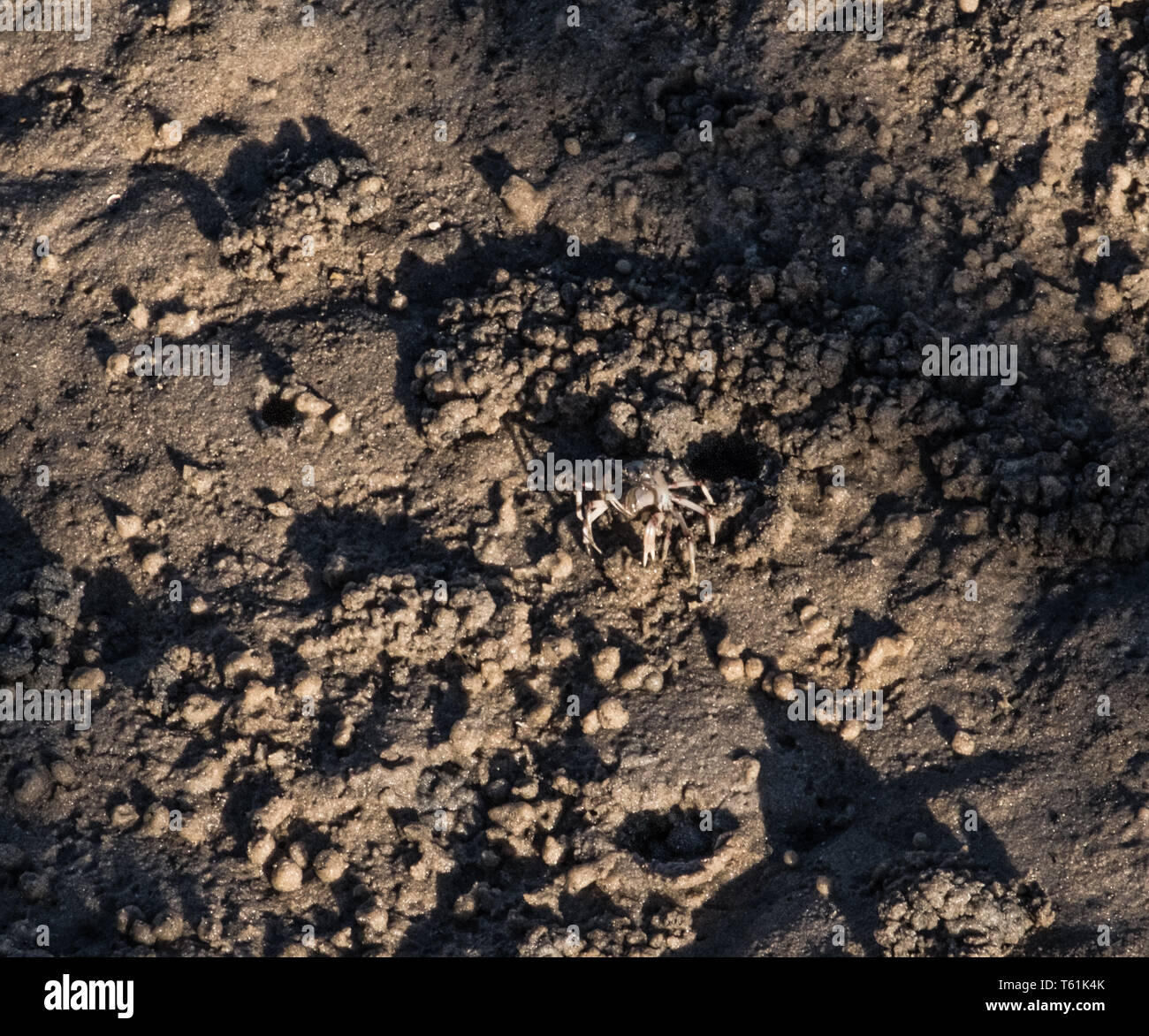 Mud crab scylla serrata hi-res stock photography and images - Alamy