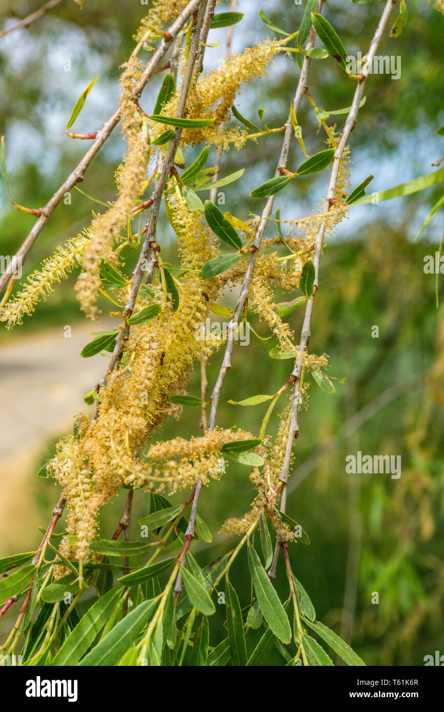 Quercus Phellos Flower