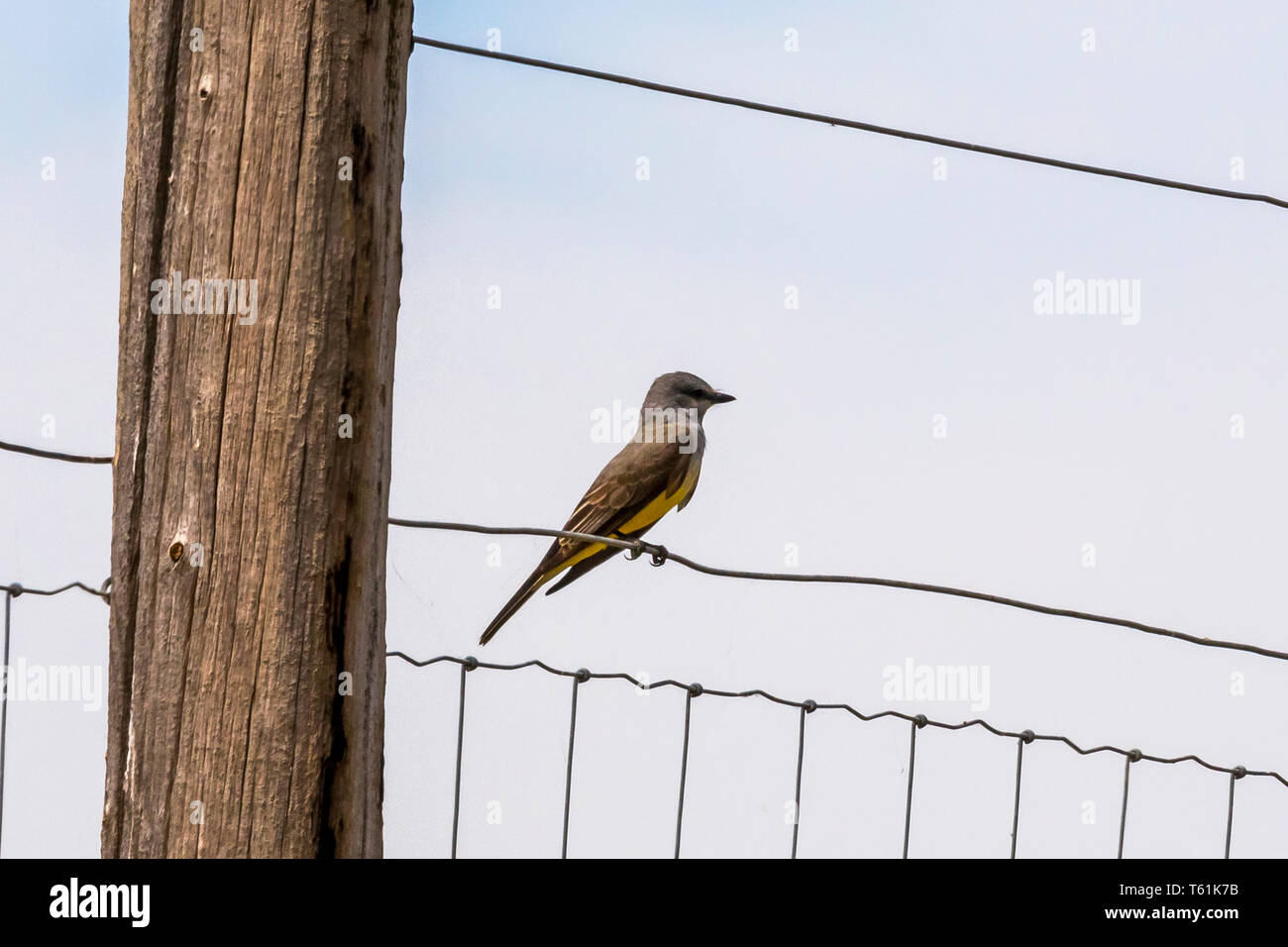 Tyrannis verticalis hi-res stock photography and images - Alamy