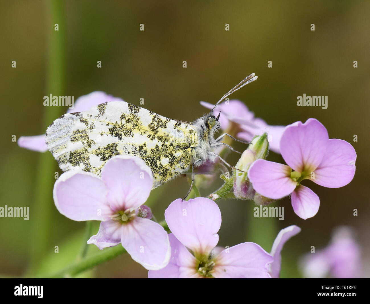 Female orange tip butterfly hi-res stock photography and images - Alamy