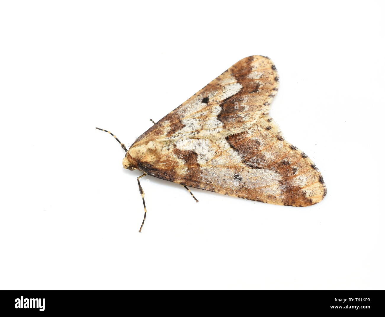 Mottled Umber moth Erannis defoliaria isolated on white background ...