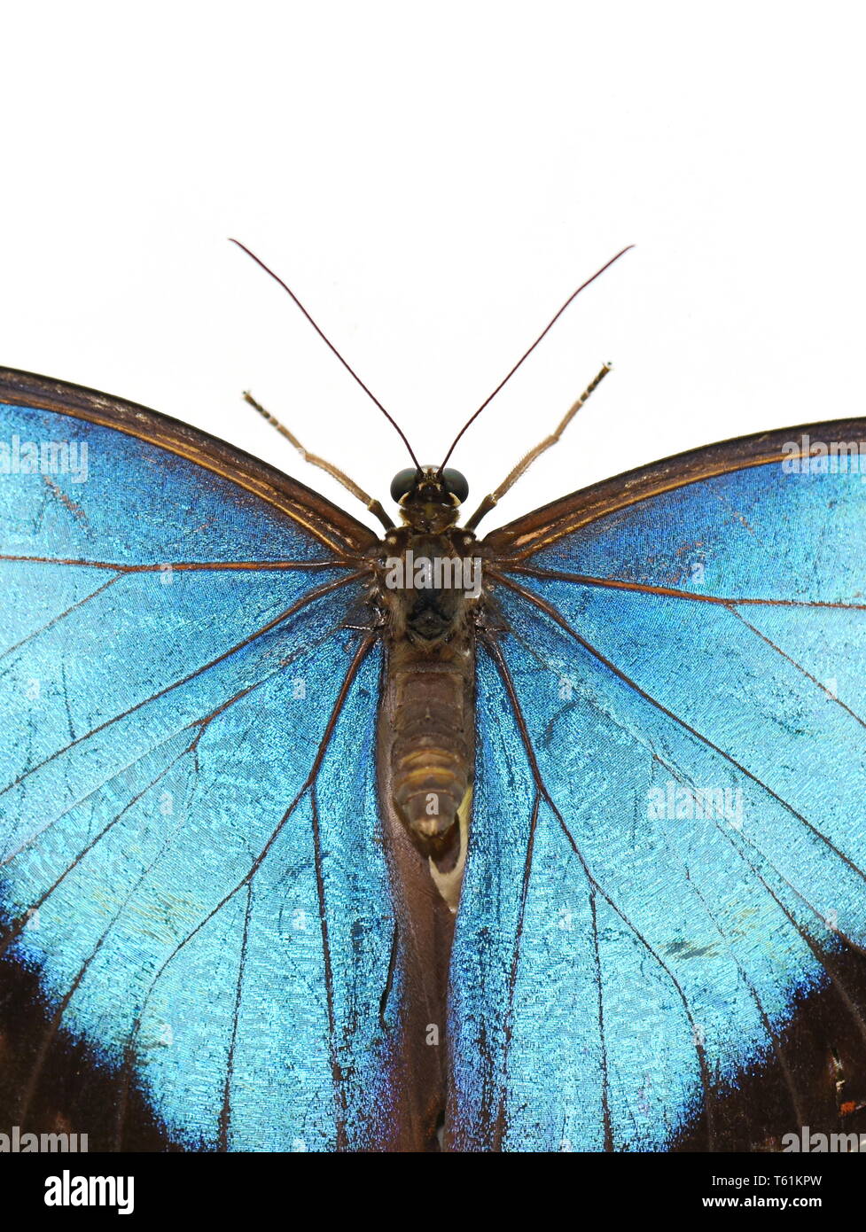 Section of a blue morpho butterfly Morpho peleides wings isolated on ...