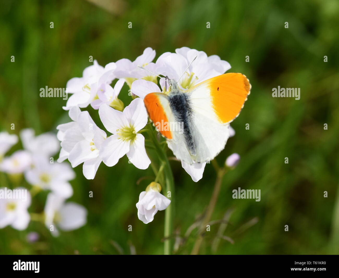 The orange tip butterfly Anthocaris cardamines male on cuckooflower ...