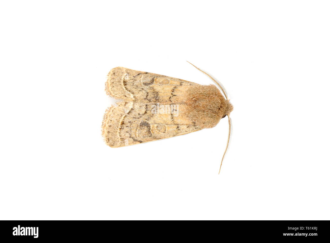 Common quaker moth orthosia cerasi Cut Out Stock Images & Pictures - Alamy