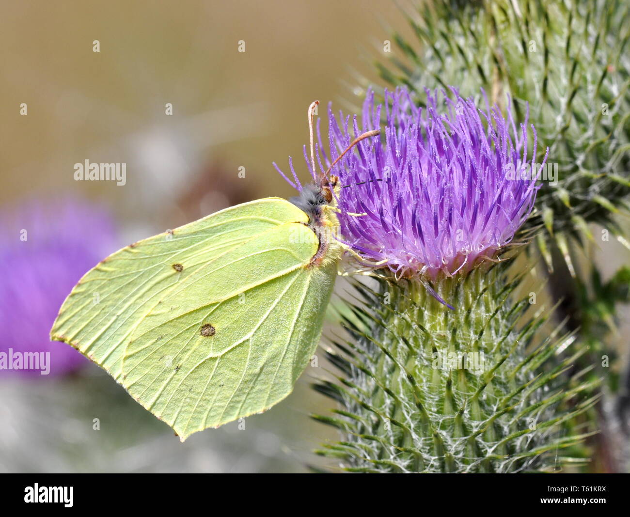 Butterfly common brimstone flower hi-res stock photography and images ...