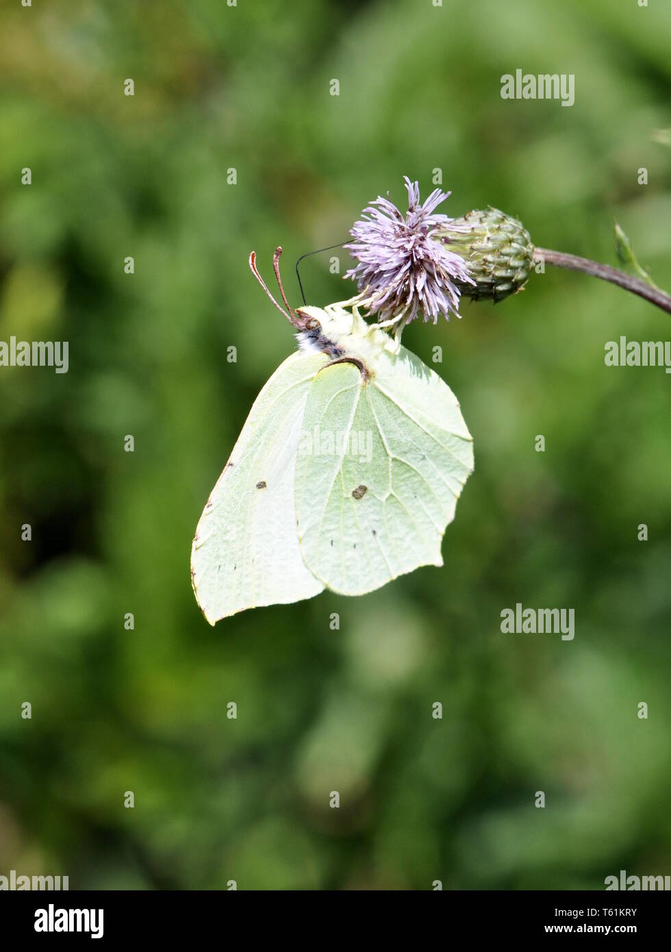 Butterfly common brimstone flower hi-res stock photography and images ...