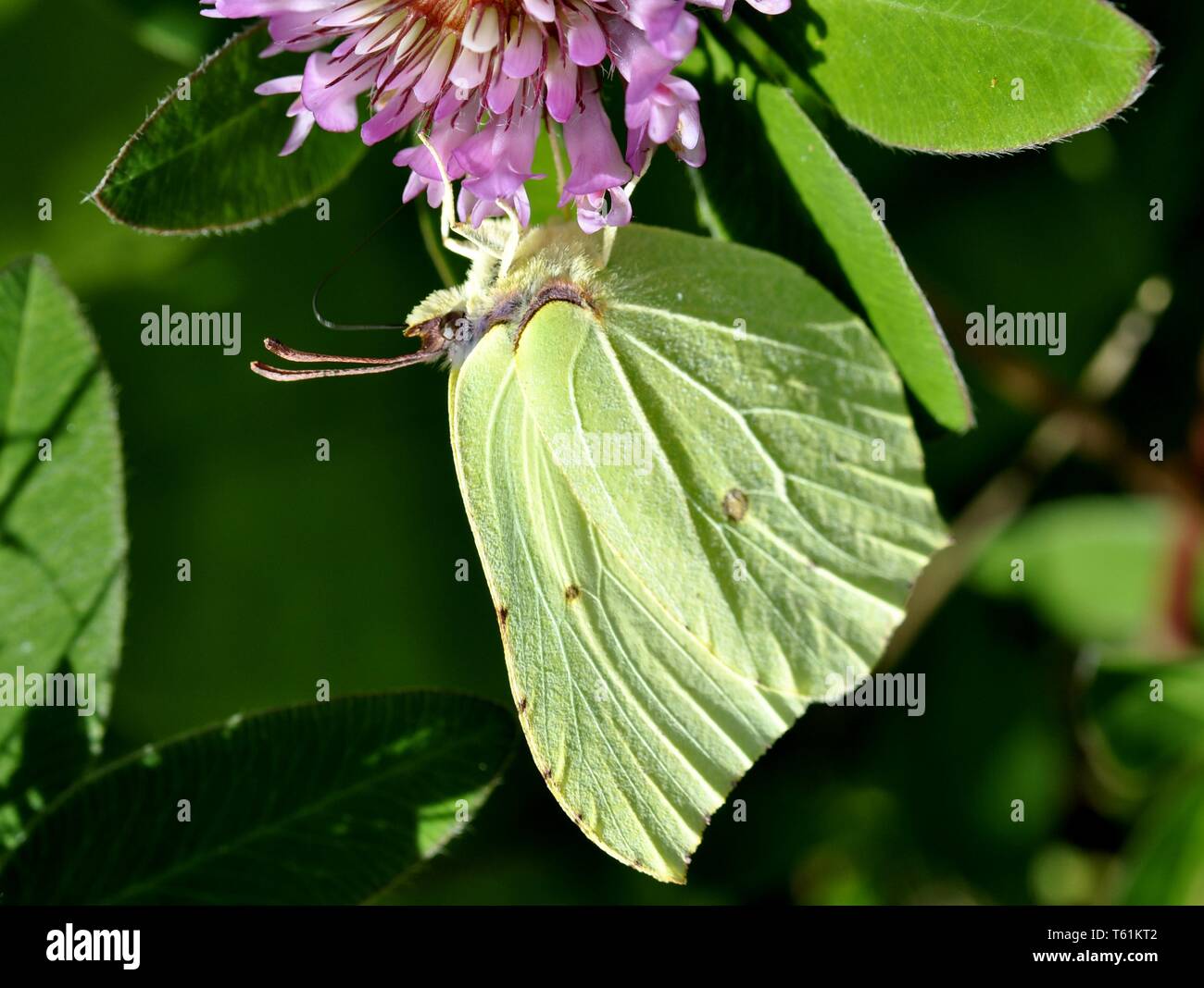 Common brimstone butterfly Gonepteryx rhamni sitting on a flower Stock ...