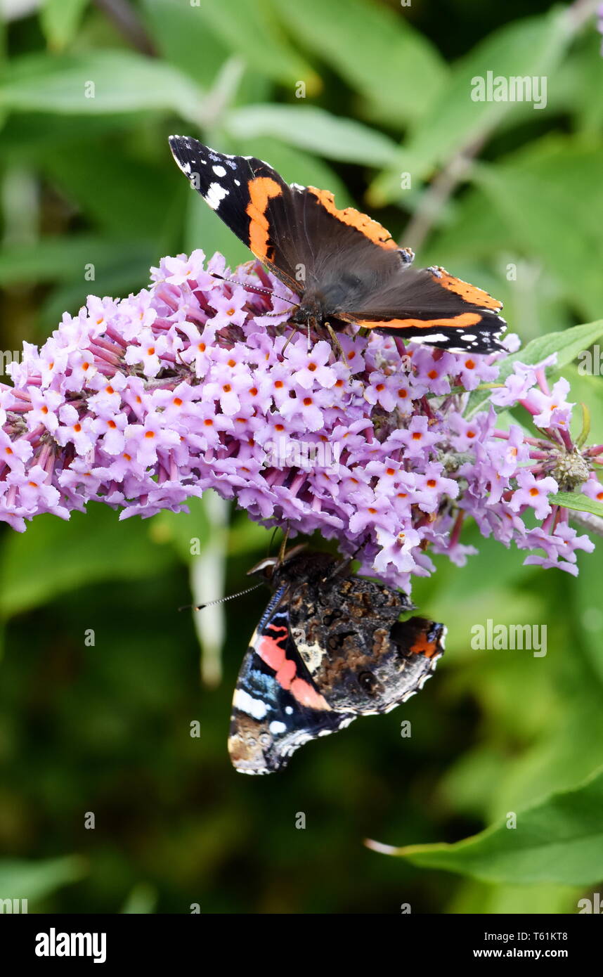 The red admiral butterfly Vanessa atalanta feeding on a flower Stock ...