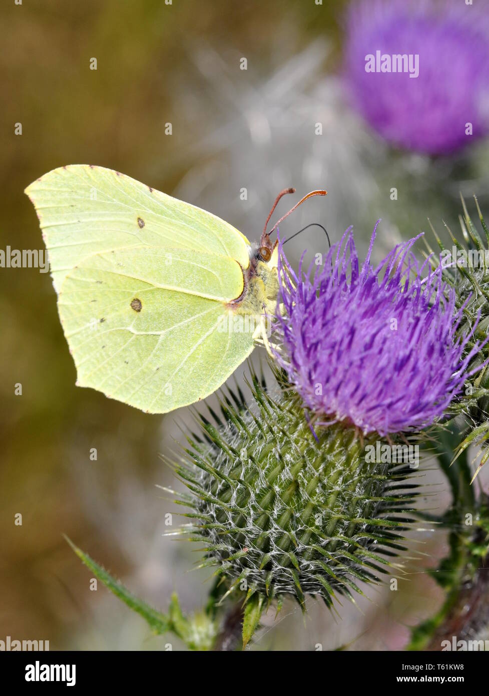 Yellow butterfly brimstone hi-res stock photography and images - Alamy