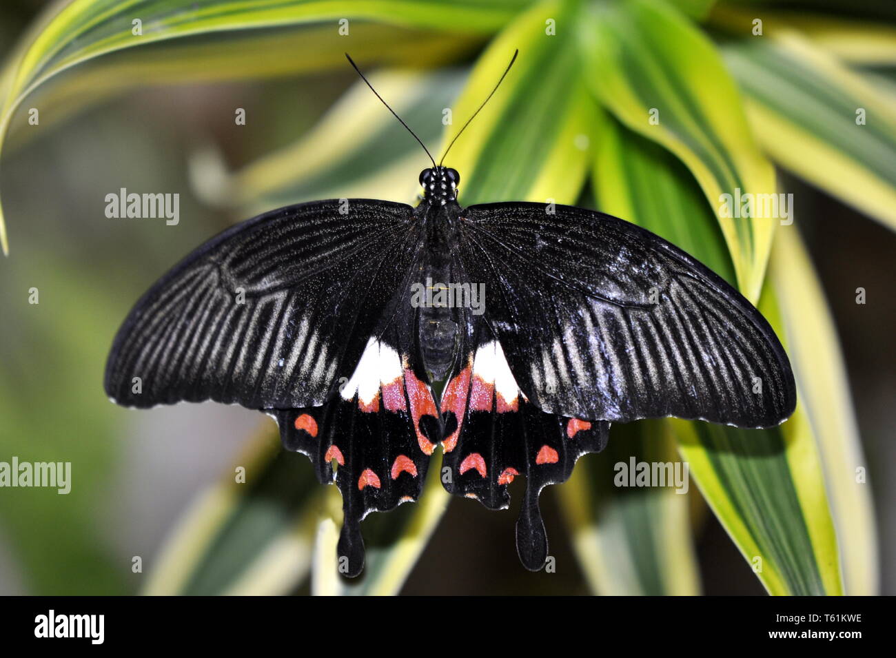 Common mormon swallowtail butterfly papilio polytes female on a leaf ...