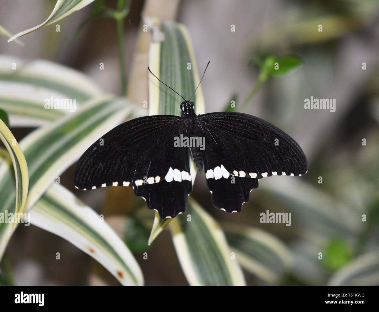 Common mormon swallowtail butterfly papilio polytes male on a leaf ...