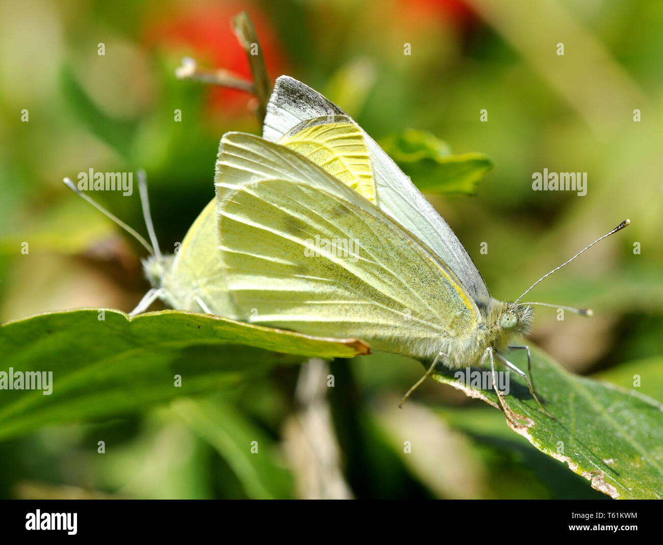 Lepidoptera butterfly hi-res stock photography and images - Alamy