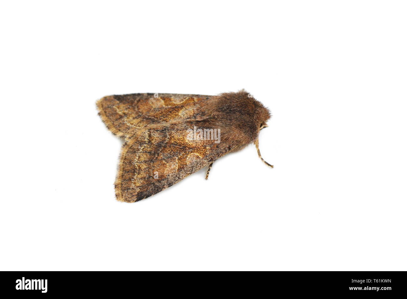 Pale form of Hebrew Character moth Orthosia gothica on white background ...