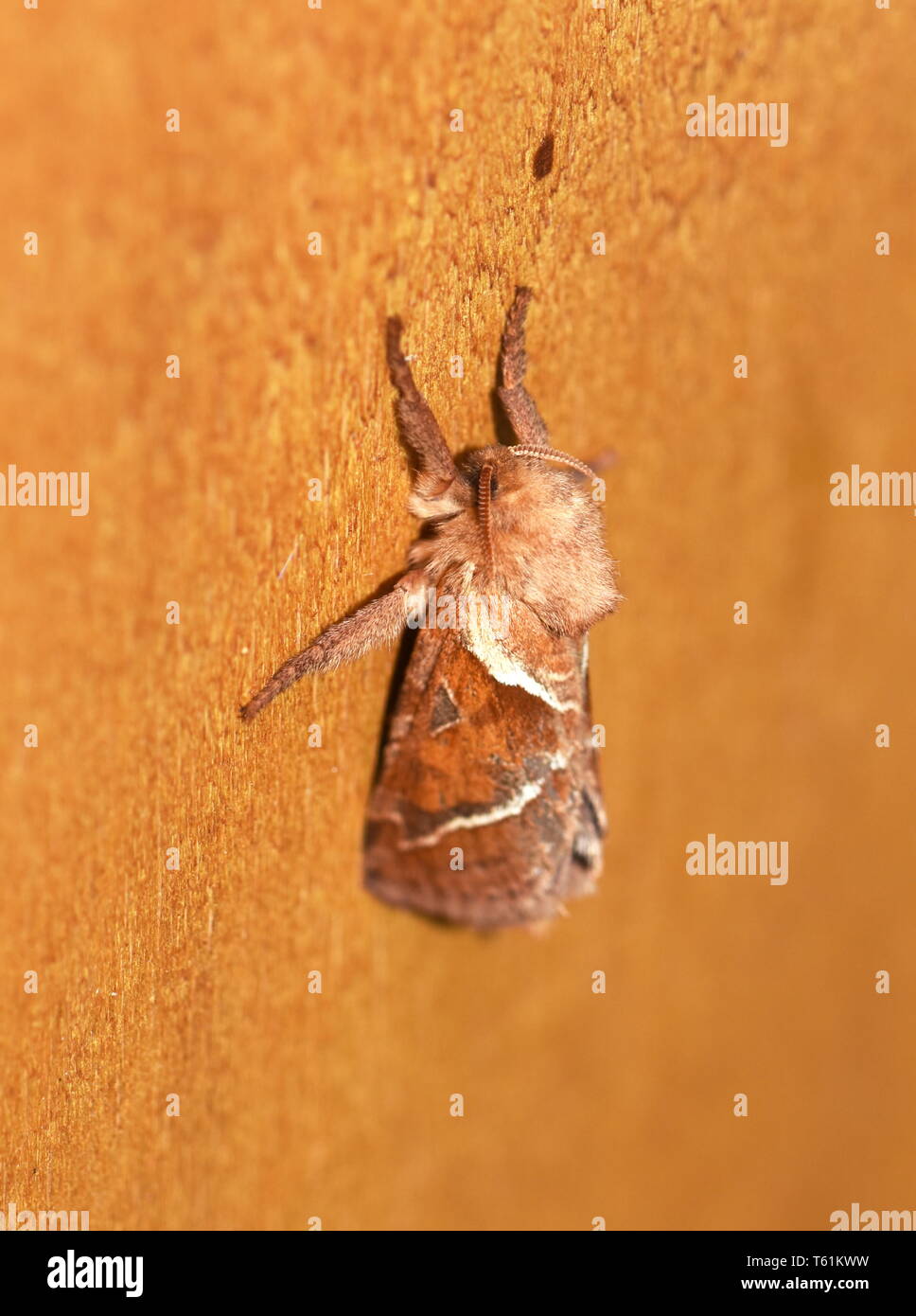 The orange swift moth Triodia sylvina sitting on a brown wall Stock ...