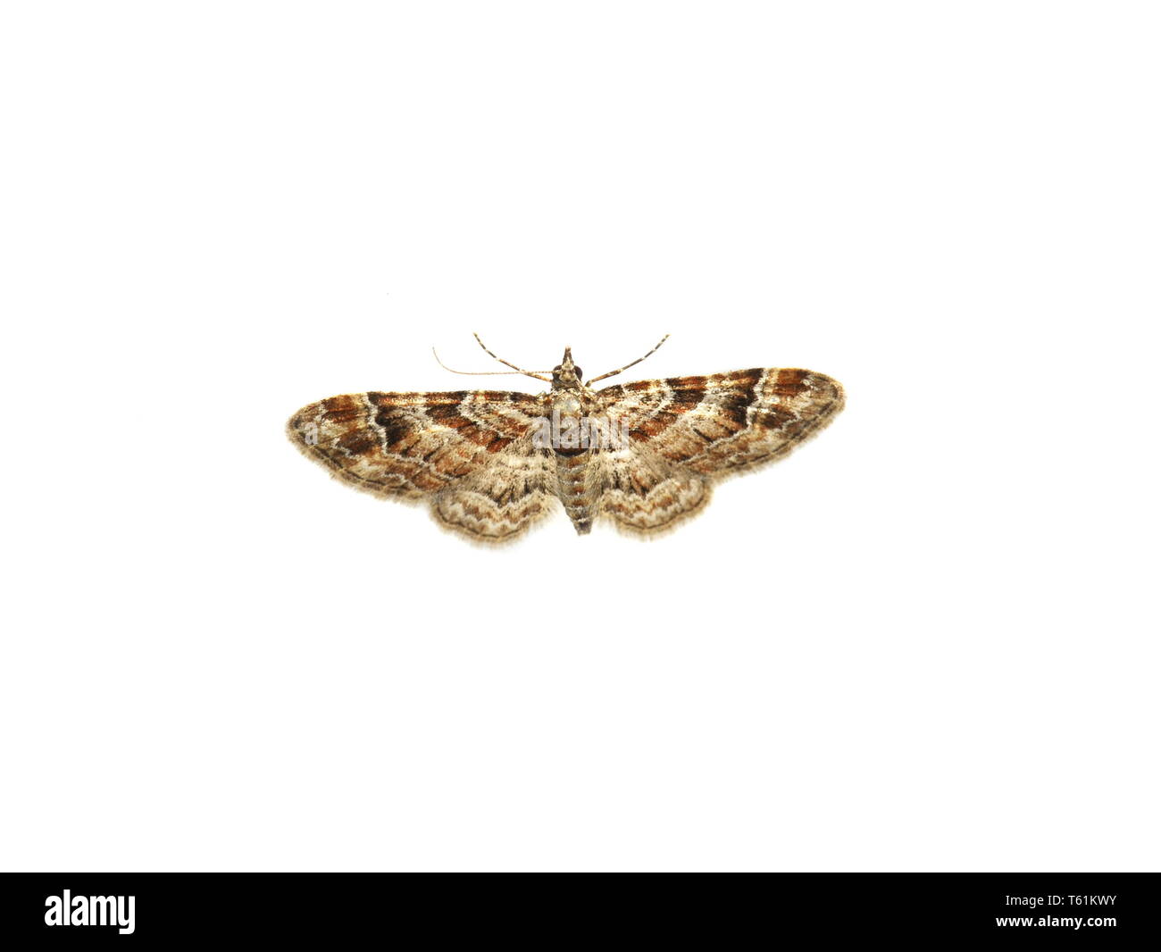 The geometer moth double-striped pug Gymnoscelis rufifasciata isolated ...