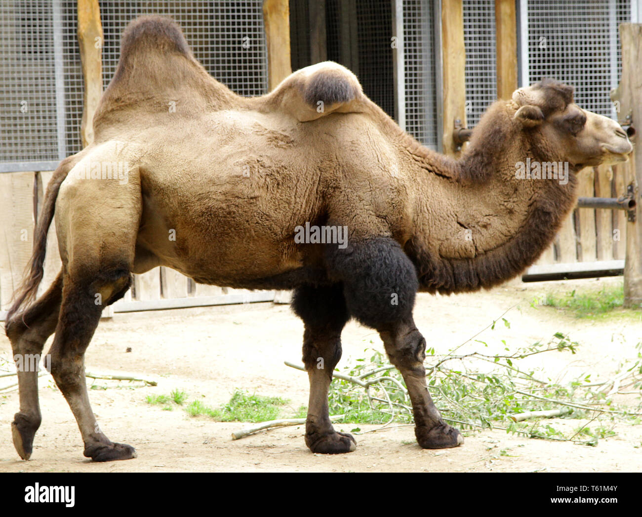 Camel Domestic Bactrian Camelus bactrianus eating leaves Stock Photo ...