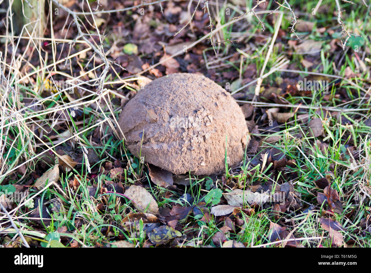 Old giant puffball Stock Photo - Alamy
