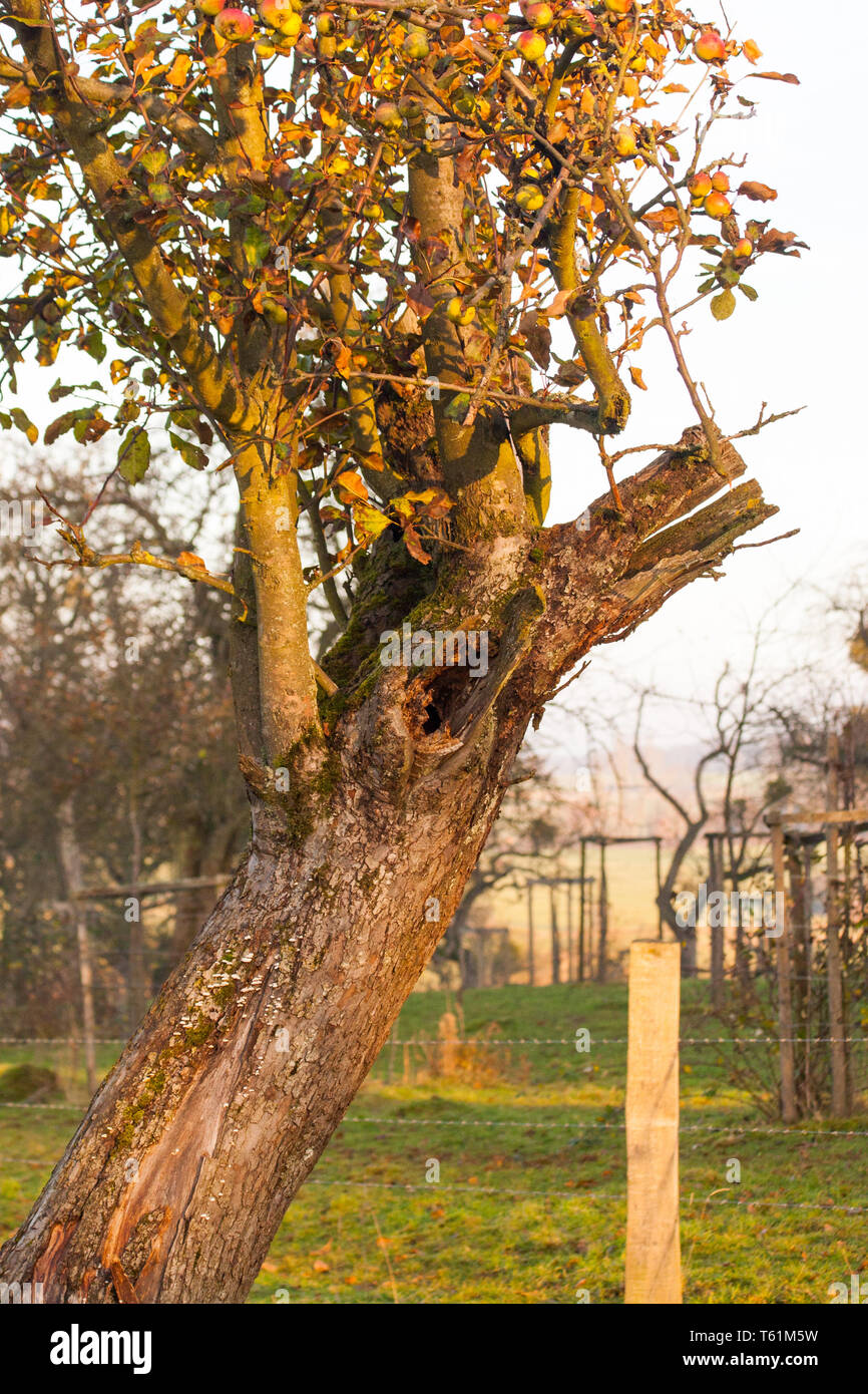 old fruit garden Stock Photo - Alamy