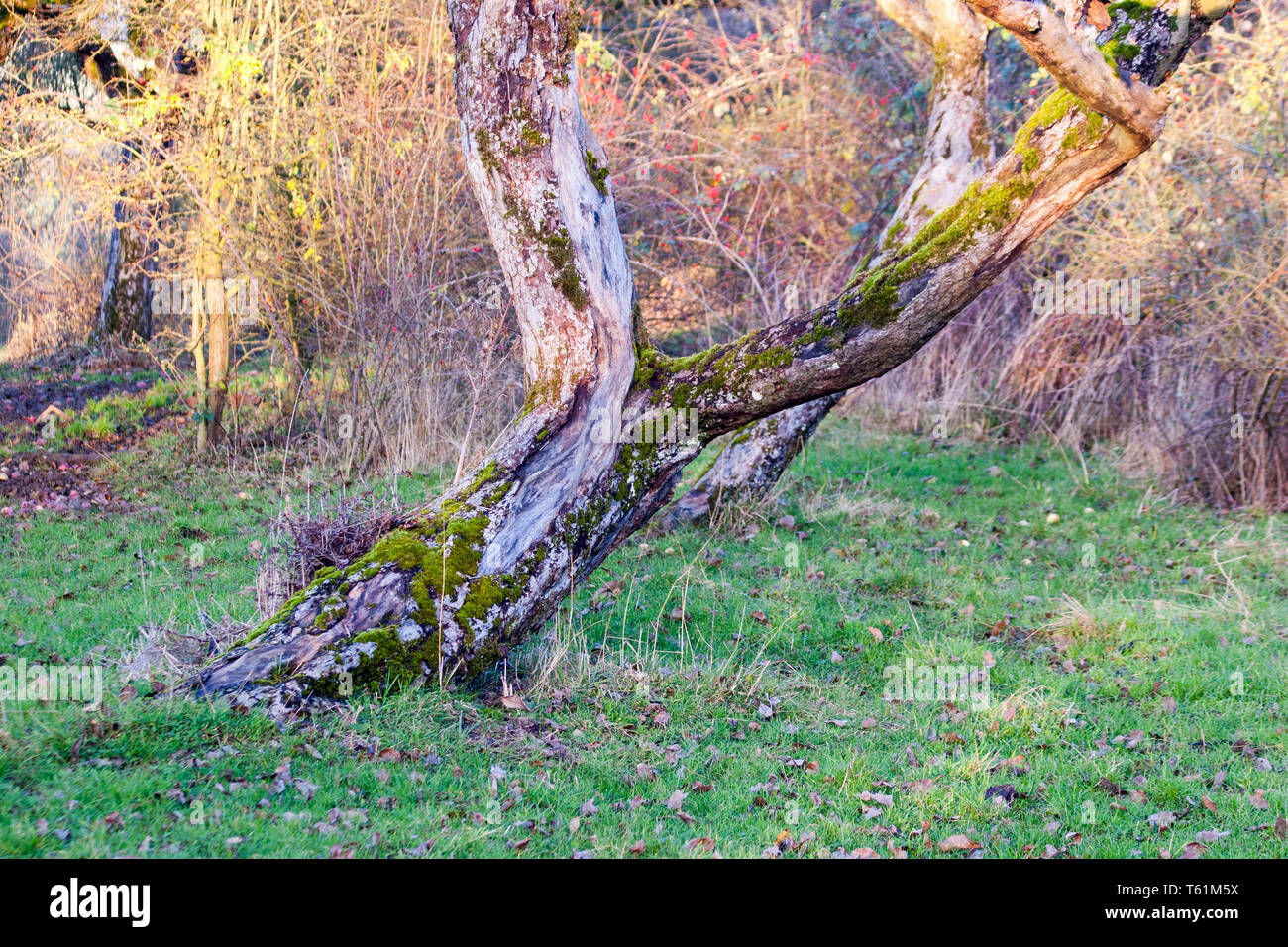 old fruit garden Stock Photo - Alamy