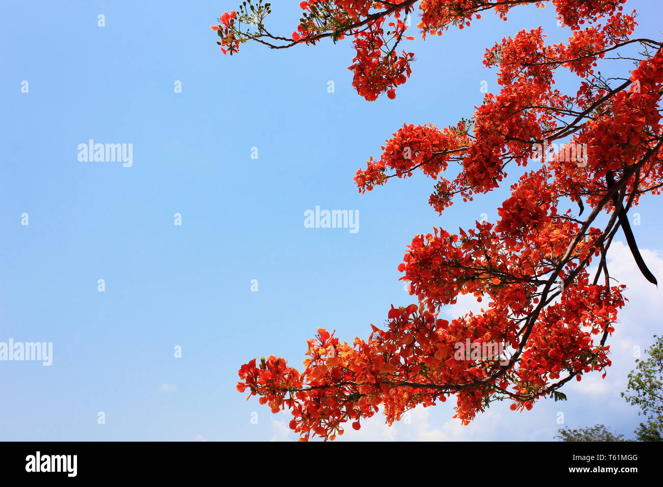red flower or peacock's crest with bule sky background Stock Photo - Alamy