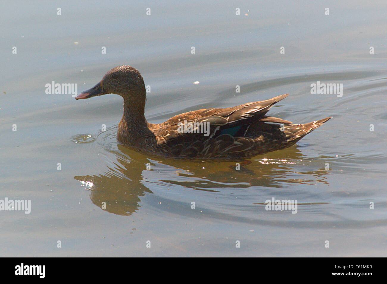 All Things Nature and Wildlife. Proudly Captured by Graaff Photography ...