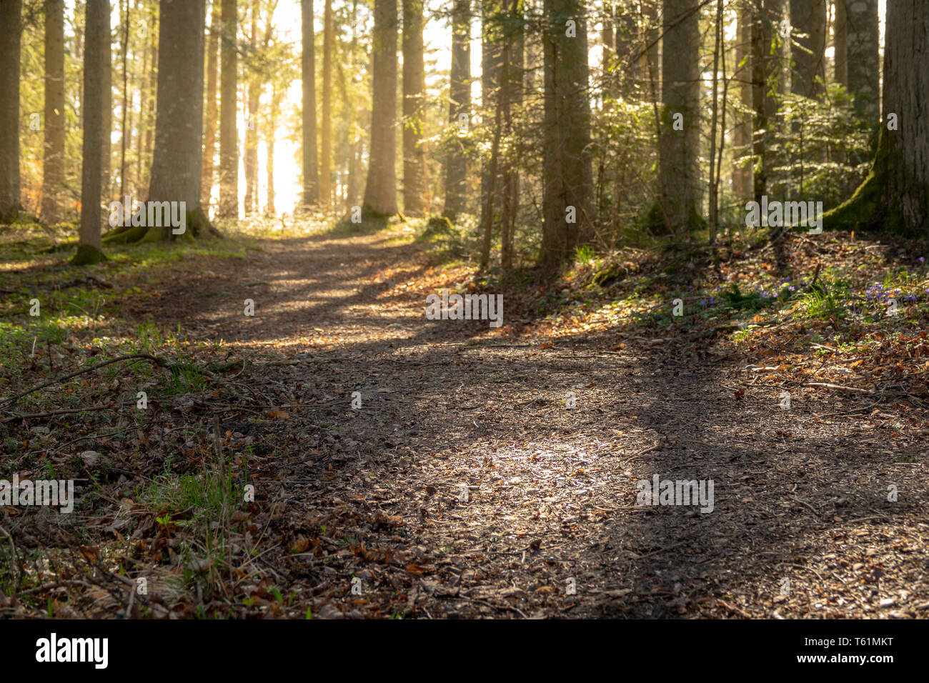 Dark forest with light shining through hi-res stock photography and ...