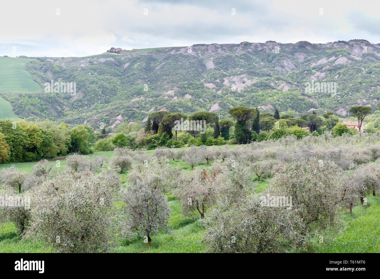 Olive cultivation in a valley Stock Photo - Alamy
