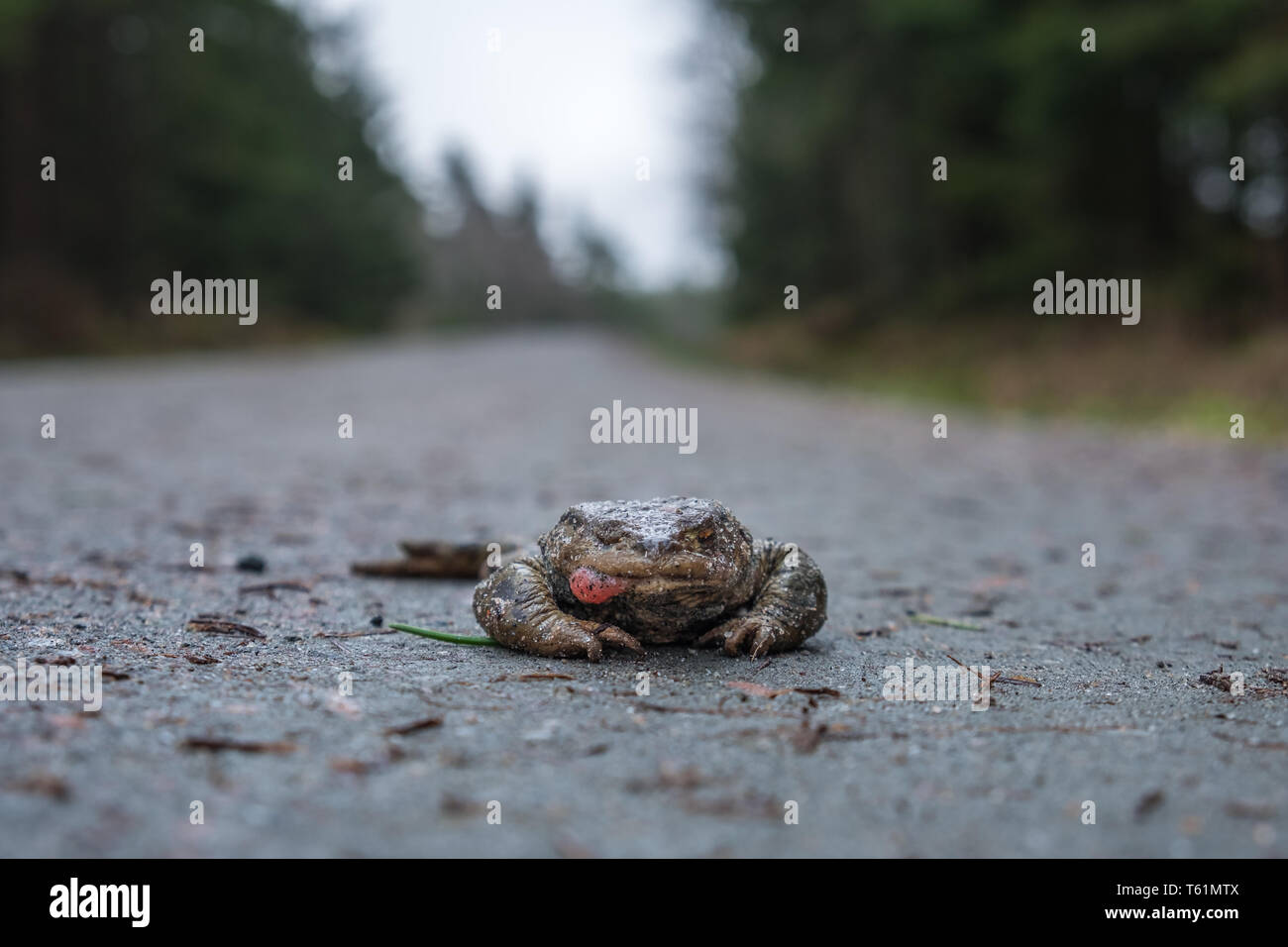 Dead frog on the road hi-res stock photography and images - Alamy