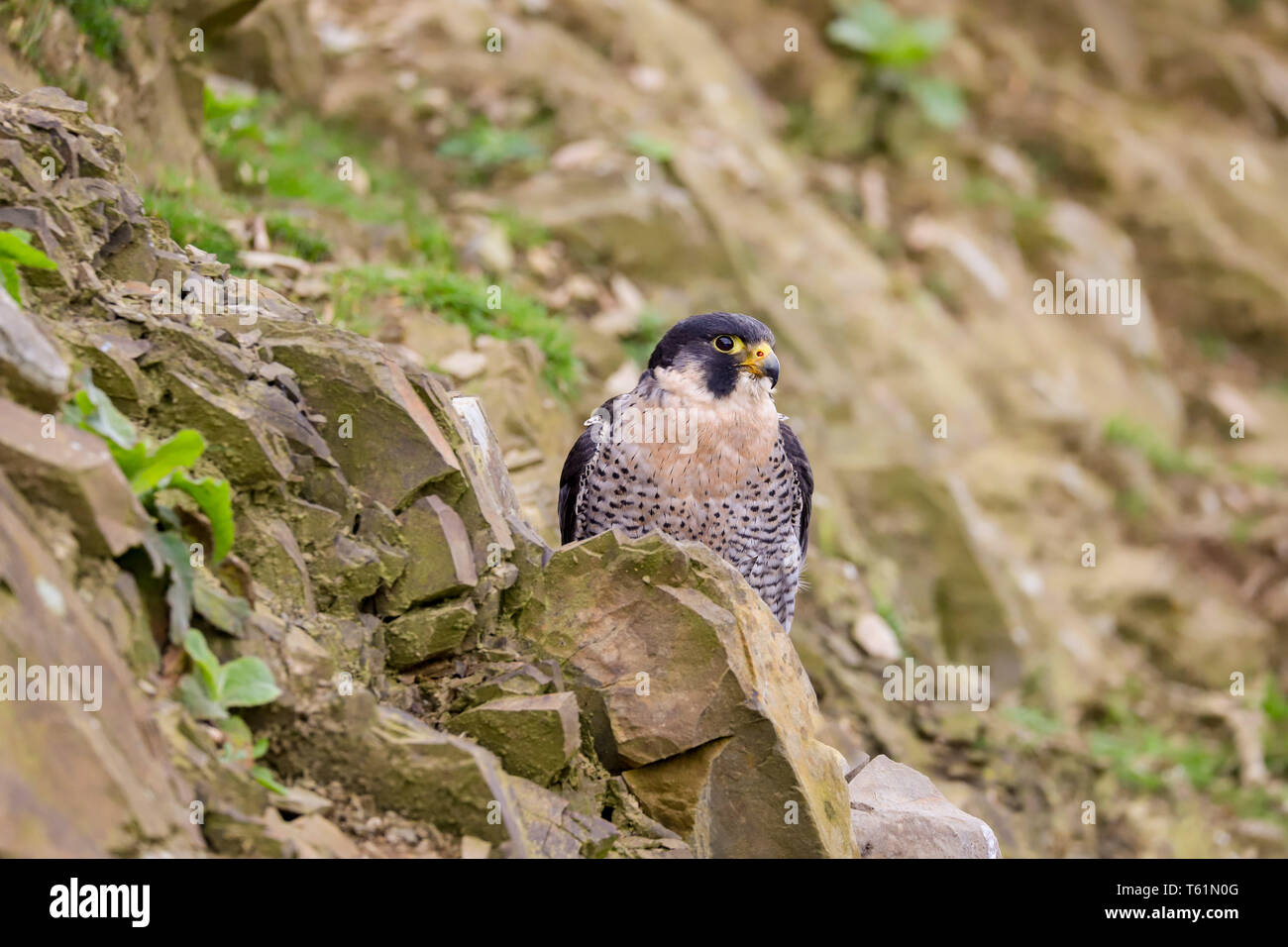 Peregrine Falcon (Falco peregrinus) bird of prey. Taken in the mid ...