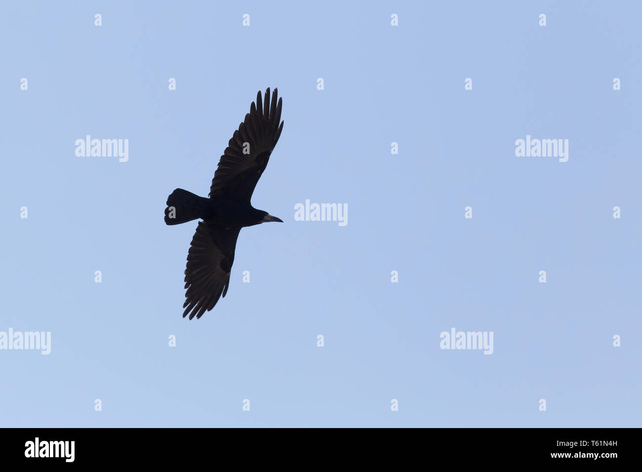 Rook flying hi-res stock photography and images - Alamy