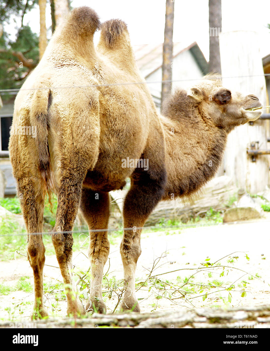 Camel Domestic Bactrian Camelus bactrianus eating leaves Stock Photo ...