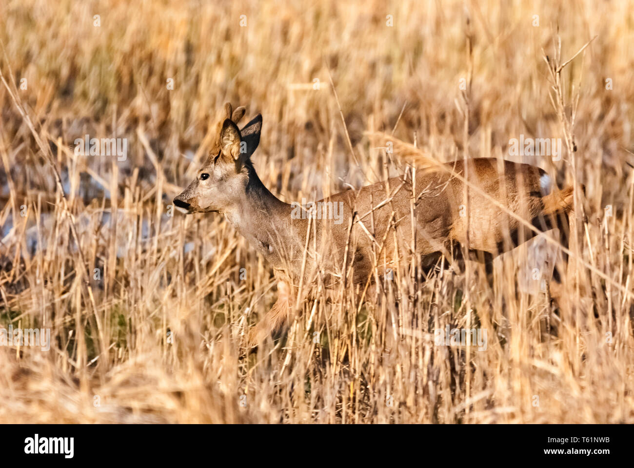 Roebuck in the sun hi-res stock photography and images - Alamy
