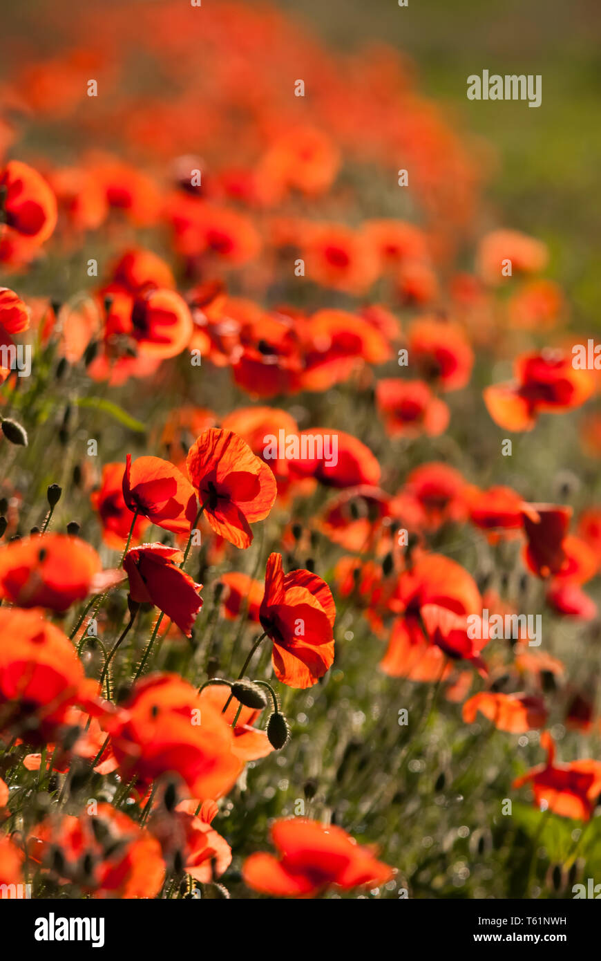 Poppy lights hi-res stock photography and images - Alamy