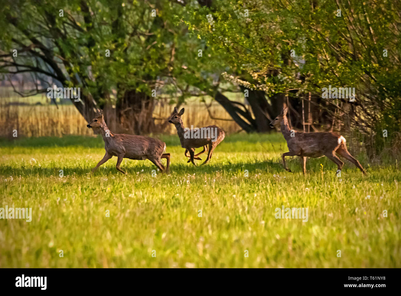 Roebucks hi-res stock photography and images - Alamy