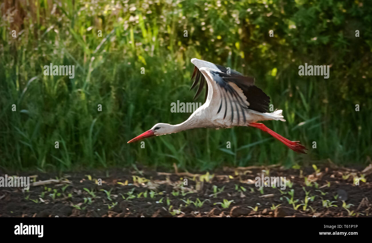 White stork flying hi-res stock photography and images - Alamy
