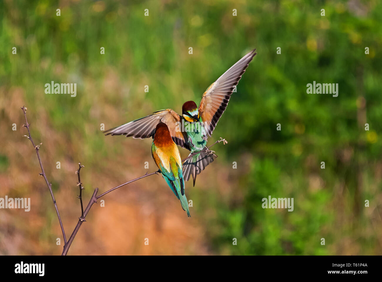 Bee eaters flying, landing and making love Stock Photo - Alamy