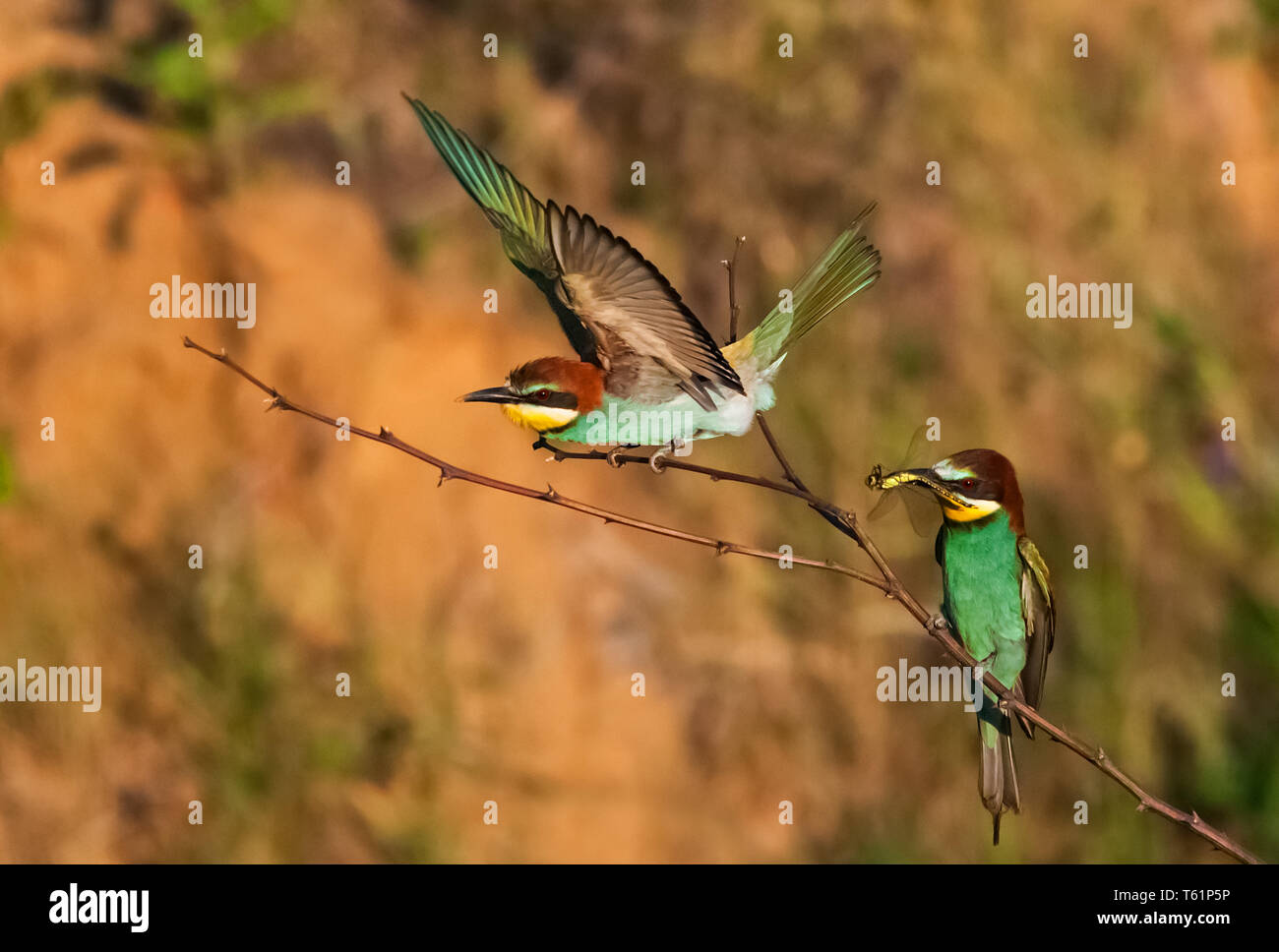 Bee eaters flying, landing and making love Stock Photo - Alamy